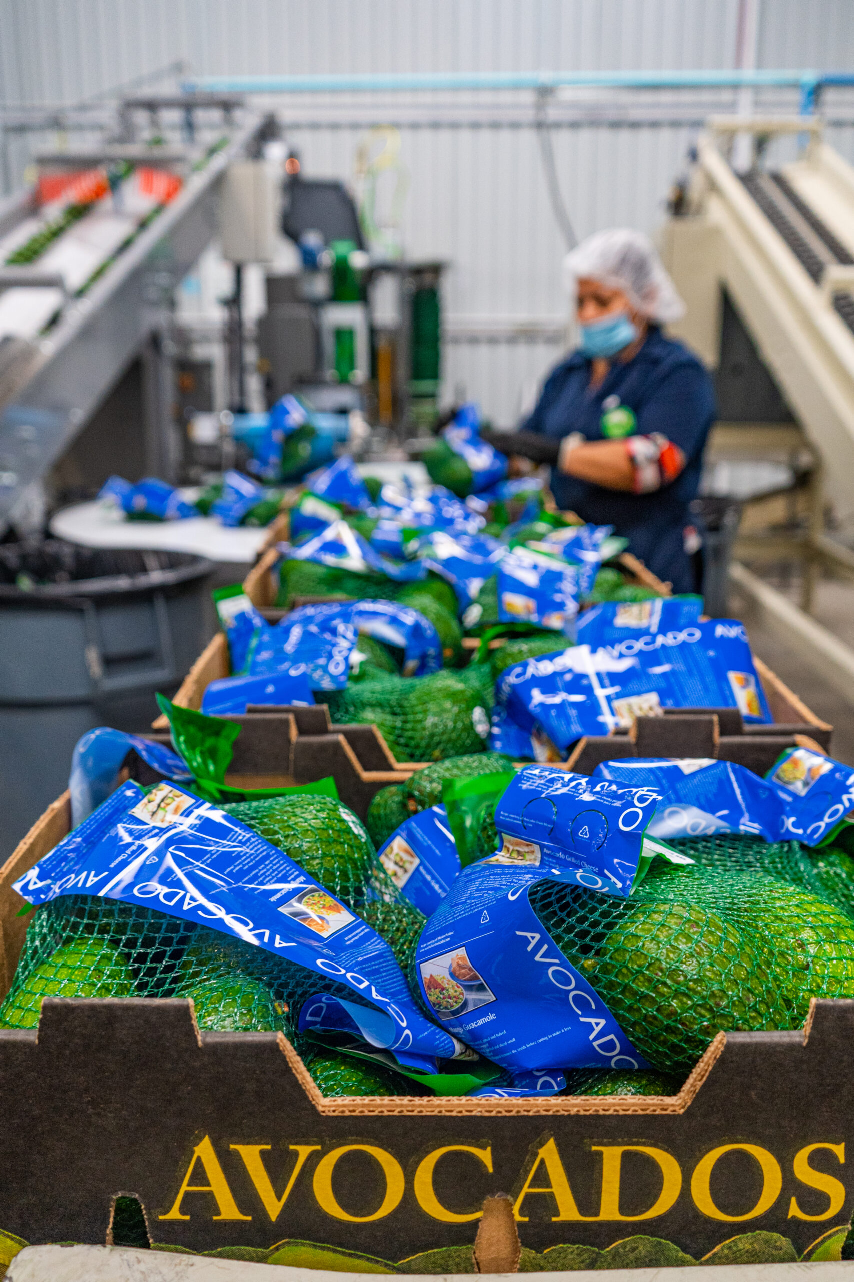 FrutCom – Number 1 avocado producer in Mexico